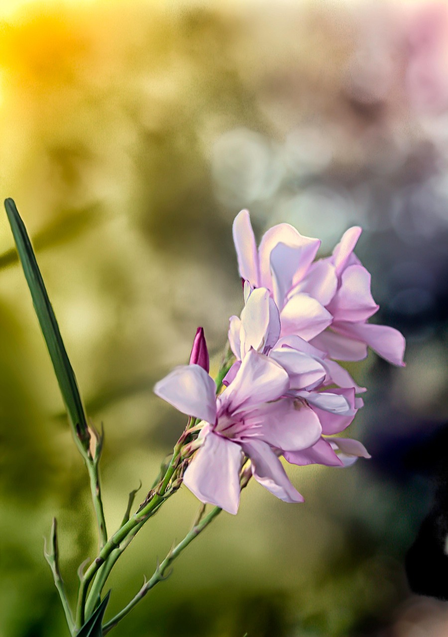 400,000+ Free Oleander Flower & Oleander Images - Pixabay