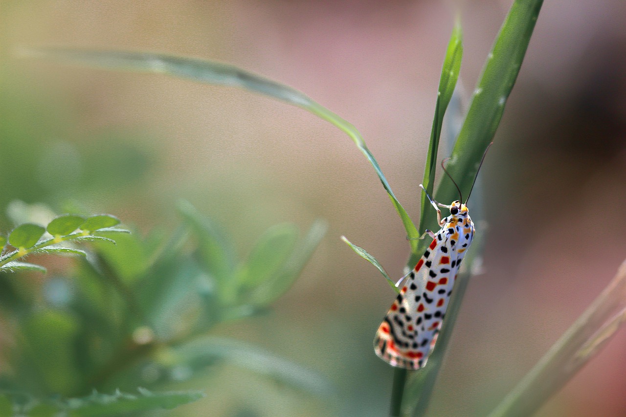 Utetheisa Pulchella - Free photo on Pixabay - Pixabay