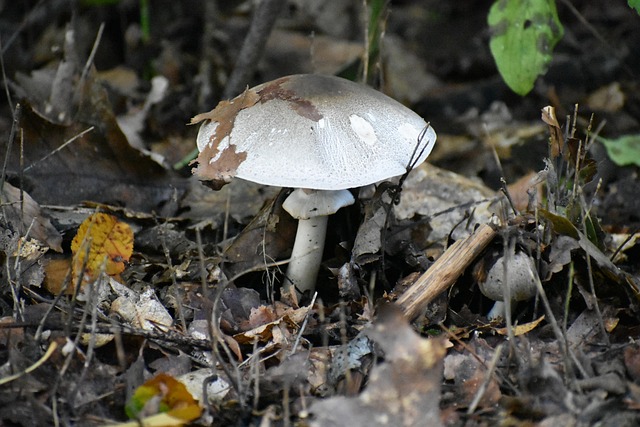 Pilz Wald Natur - Kostenloses Foto auf Pixabay - Pixabay