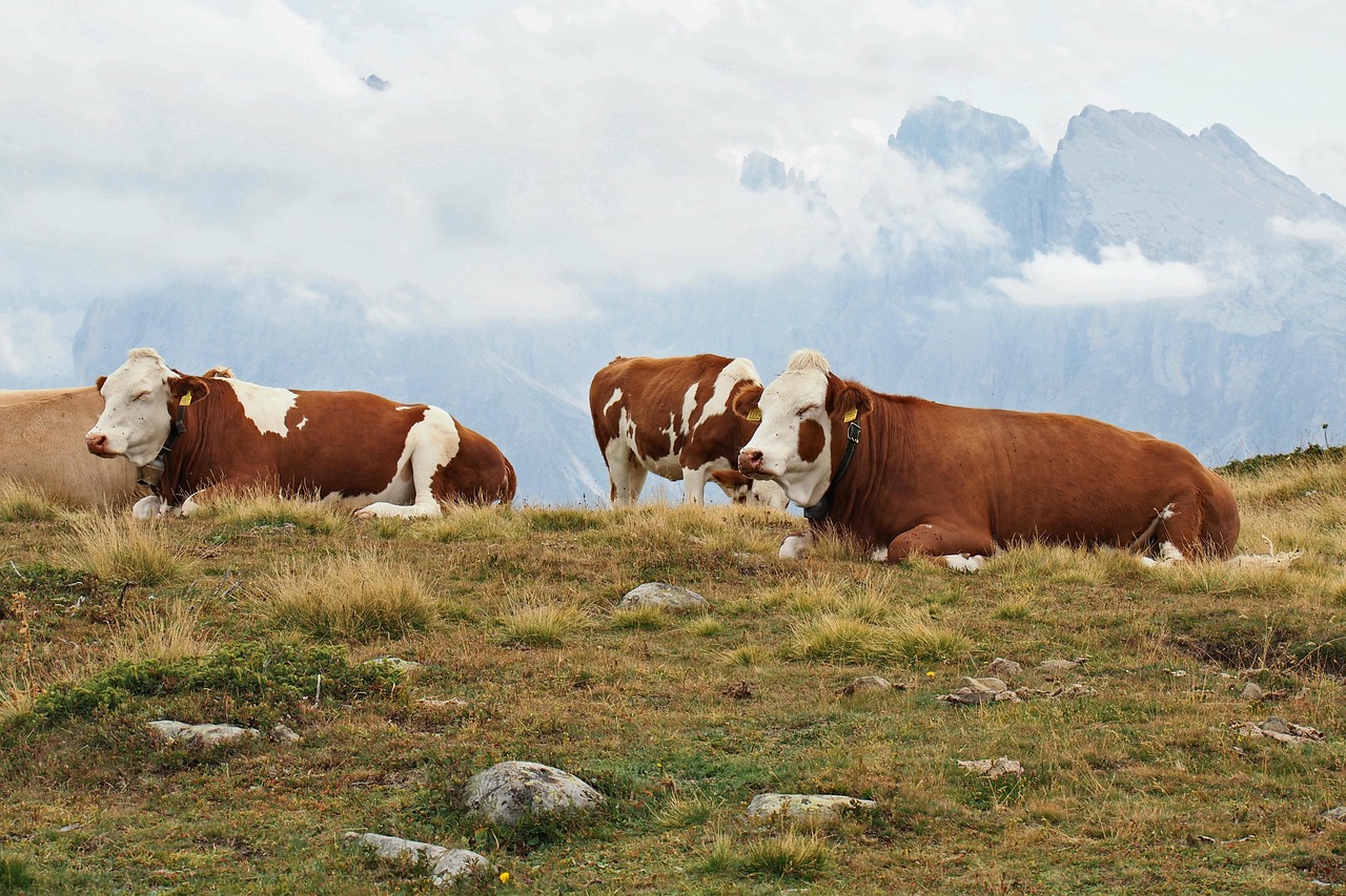 Cows South Tyrol Cattle - Free photo on Pixabay