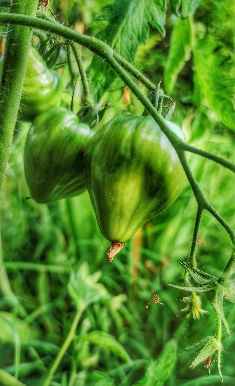 Sayur-Mayur Taman Alam - Foto gratis di Pixabay - Pixabay