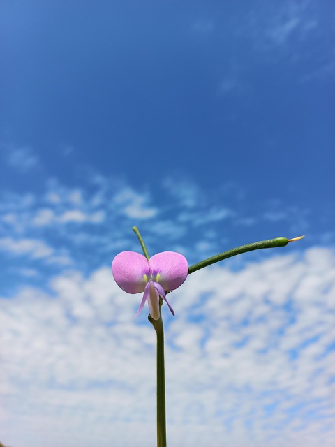 Flor Cielo Nubes - Foto gratis en Pixabay - Pixabay