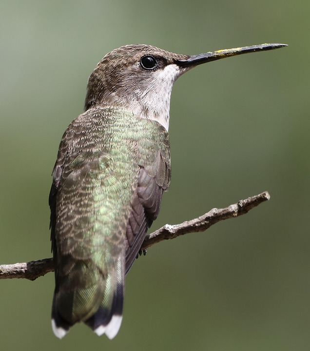 Bird Hummingbird Perched - Free photo on Pixabay
