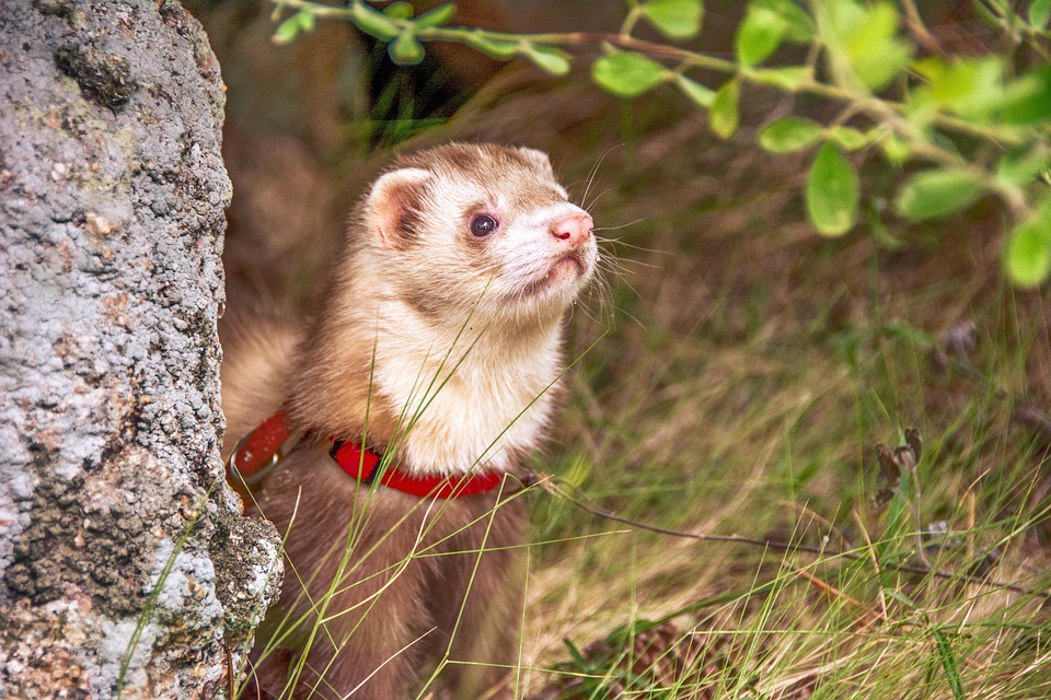 Furão Animal Natureza - Foto gratuita no Pixabay - Pixabay