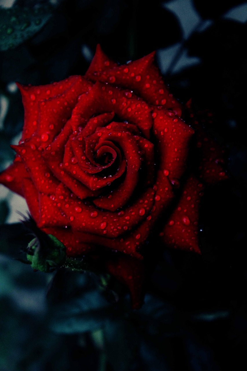 Nature Flower Rose - Free photo on Pixabay