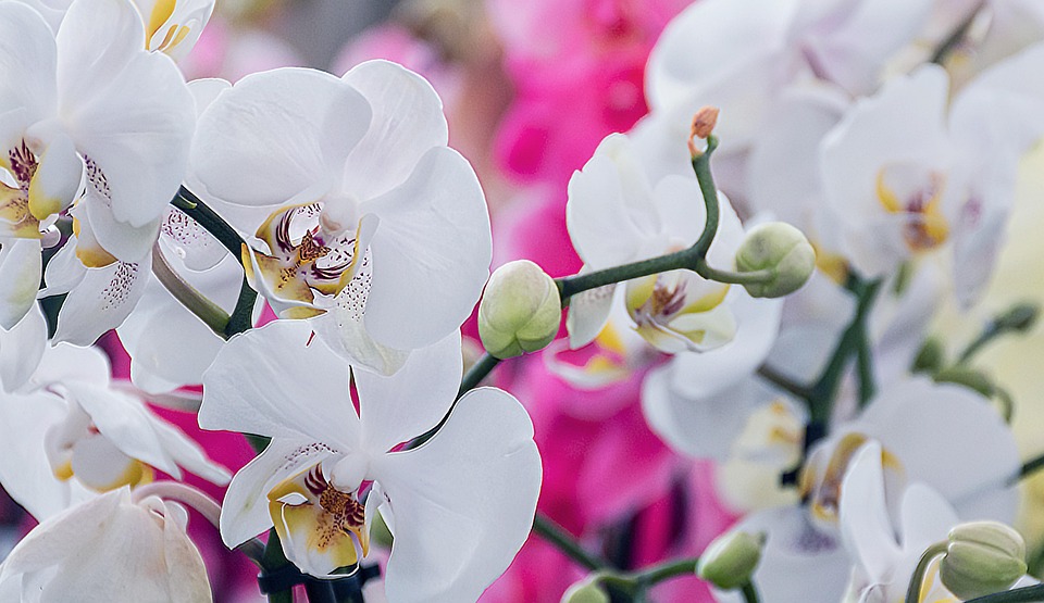 Orchid Growth Moth Orchids - Free photo on Pixabay