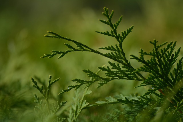 Fichte Baum Hintergrund Die - Kostenloses Foto auf Pixabay - Pixabay