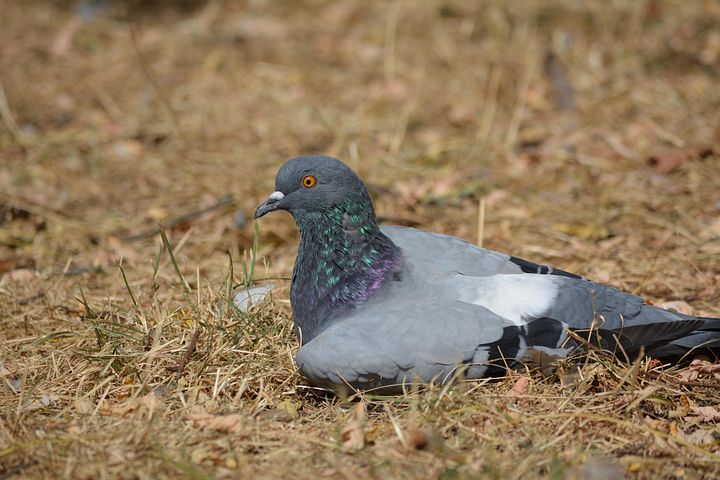 100+ Free Beautiful Pigeon & Pigeon Photos - Pixabay