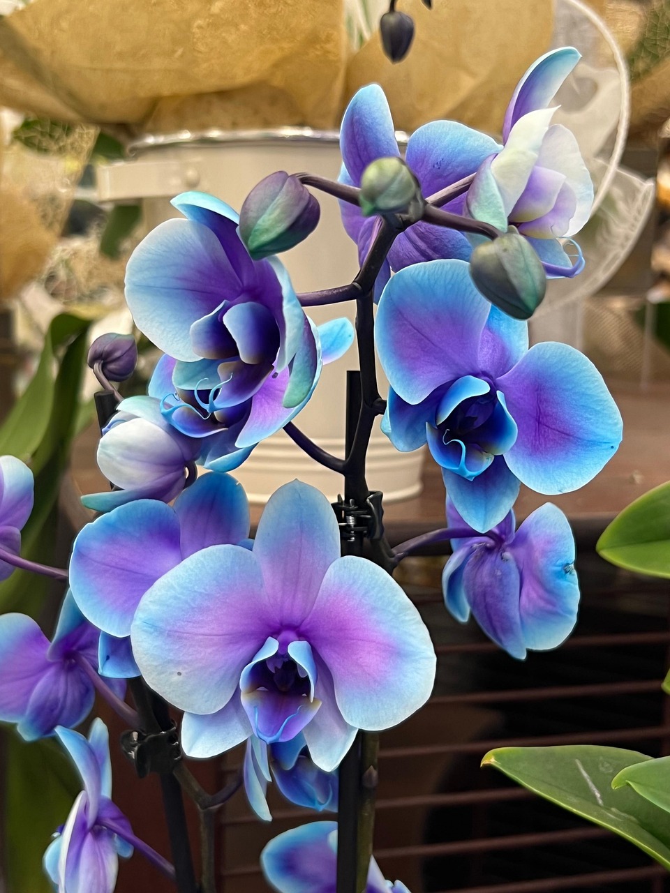 Orquídeas Lilas Moradas - Foto gratis en Pixabay - Pixabay