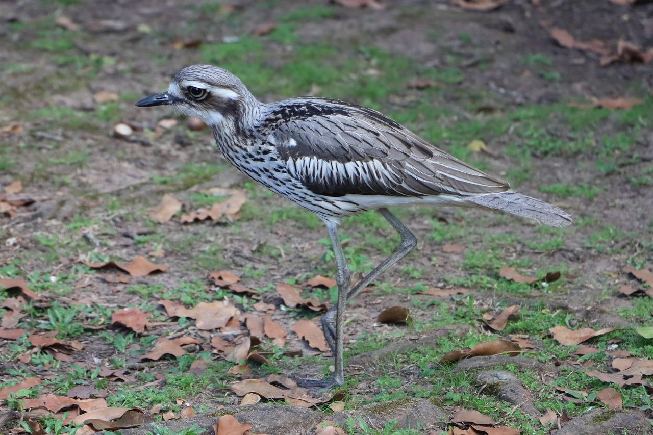 Bush Curlew Bird - Free photo on Pixabay