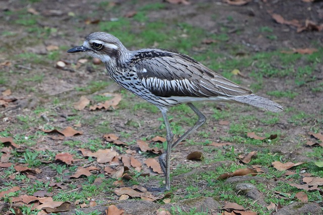 Bush Curlew Bird - Free photo on Pixabay