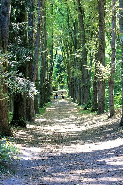 Bougival Foret Chemin - Photo gratuite sur Pixabay