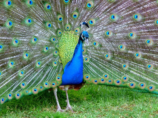 Paon Plumes Oiseau - Photo gratuite sur Pixabay - Pixabay