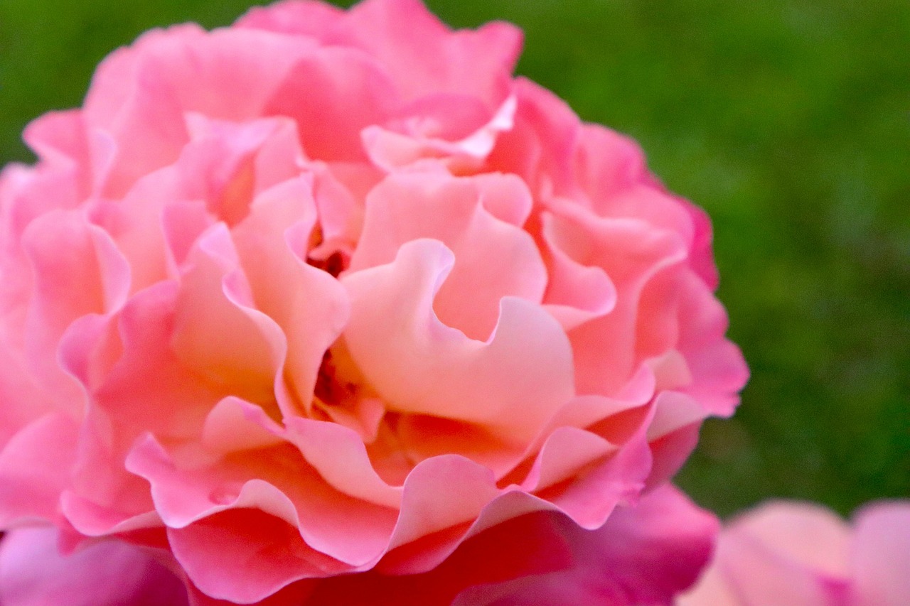 Rose Pink Flower - Free photo on Pixabay