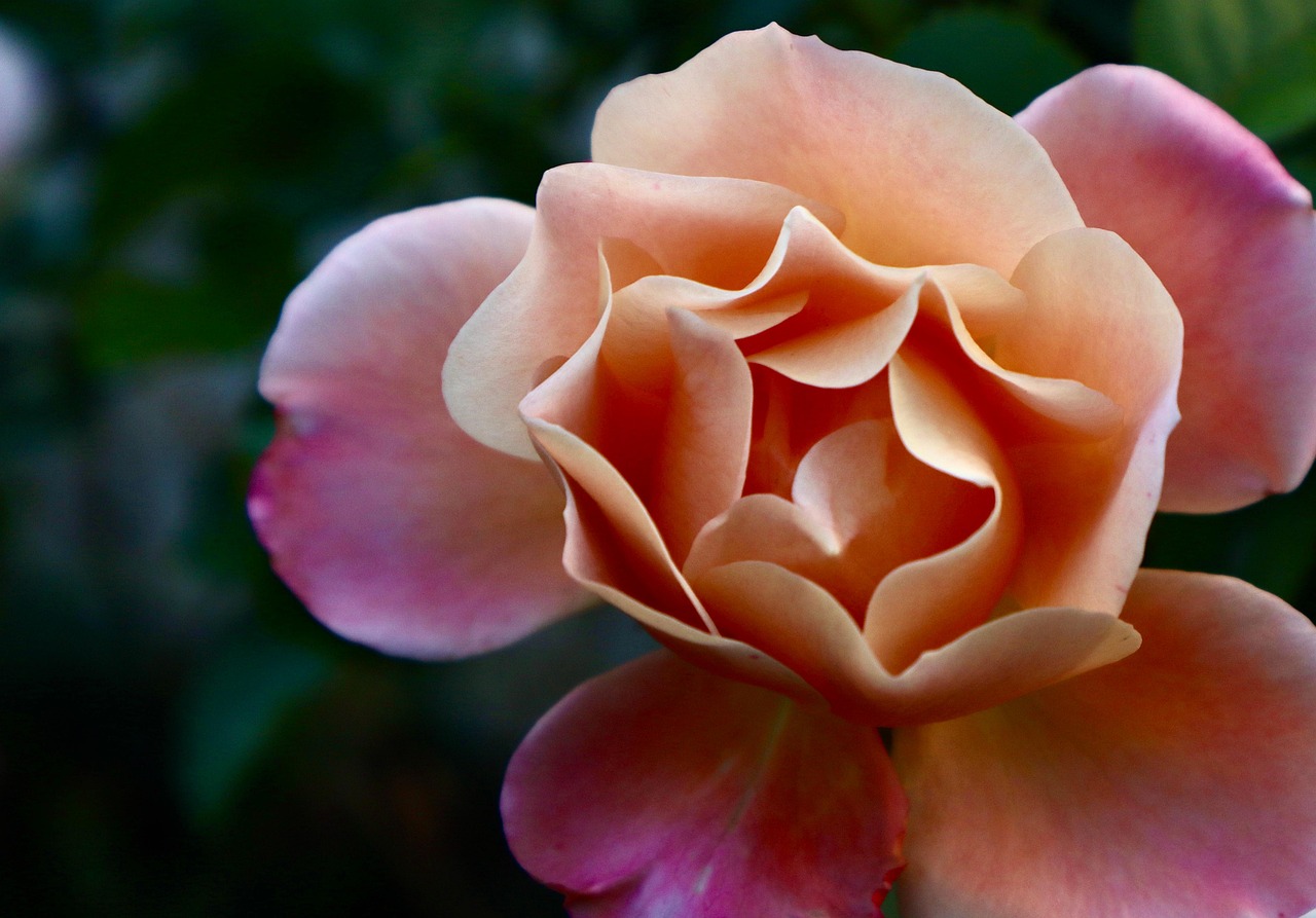 Rose Leafs Branch Pink - Free photo on Pixabay