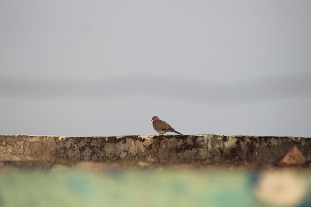 Oiseau Nature Paysage Le Coucher - Photo gratuite sur Pixabay - Pixabay