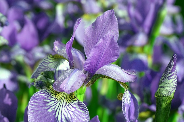Flowers Irises Iris Violet - Free photo on Pixabay