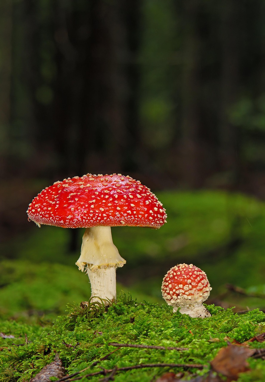 Cogumelo Venenoso Musgo - Foto gratuita no Pixabay - Pixabay