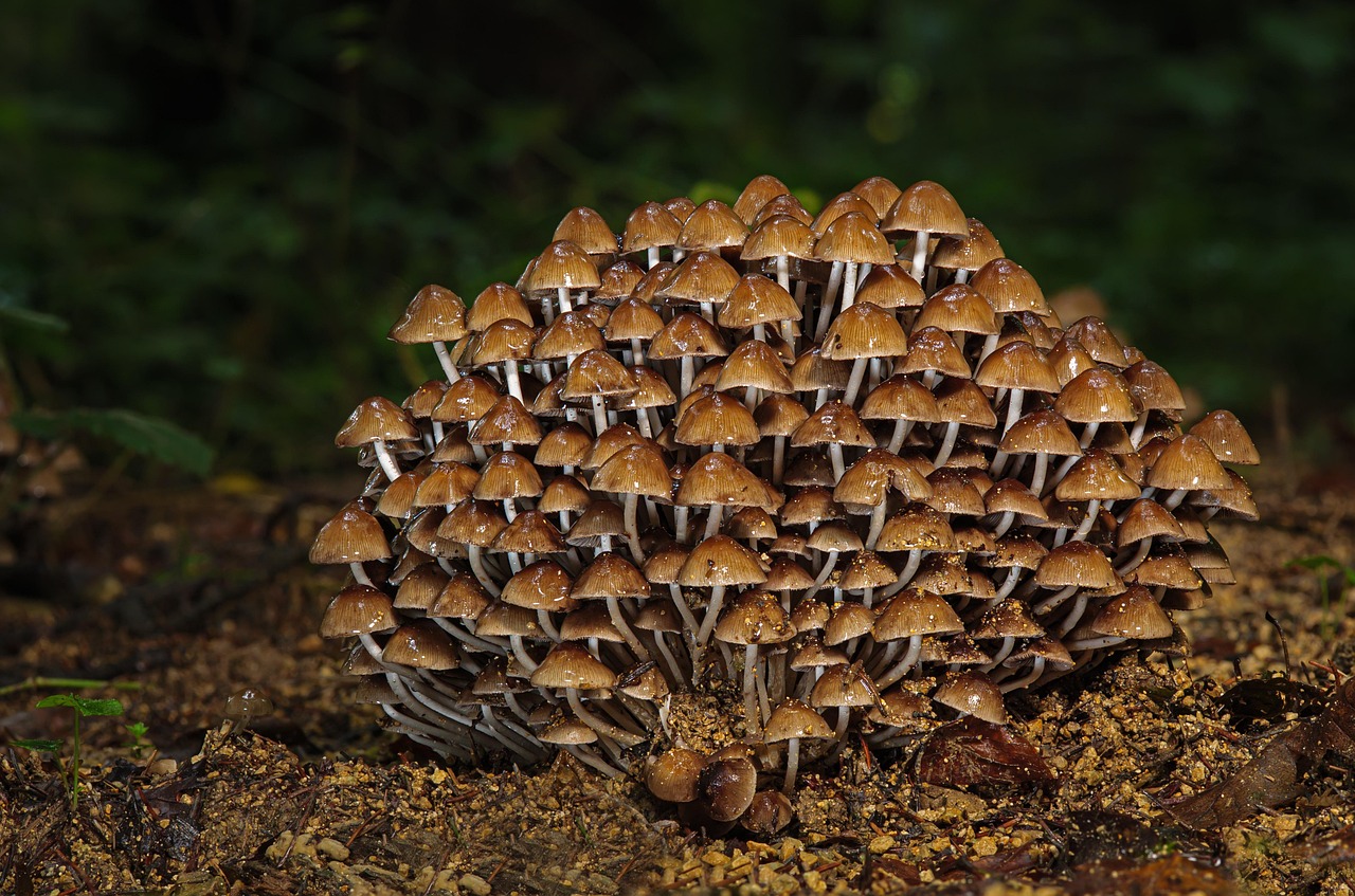 400+ Free Lesná Huba & Mushrooms Images - Pixabay