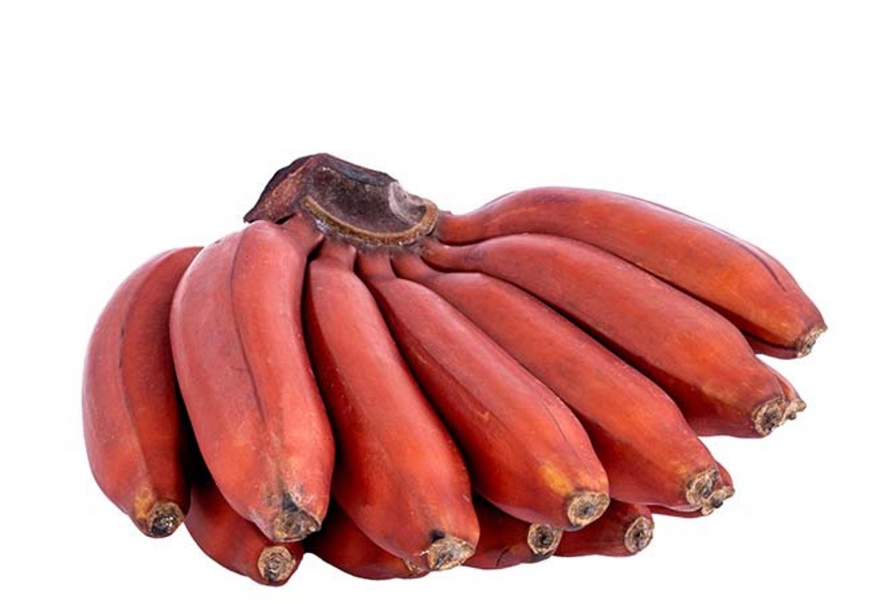 Musa Acuminata 'Red Dacca Red - Free photo on Pixabay