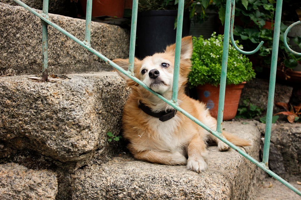 Dog Staircase Animal - Free photo on Pixabay - Pixabay