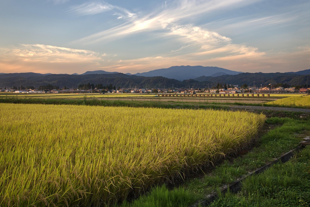 Rice Fields Asia Japan Drones Battle For Air Supremacy Above Japanese