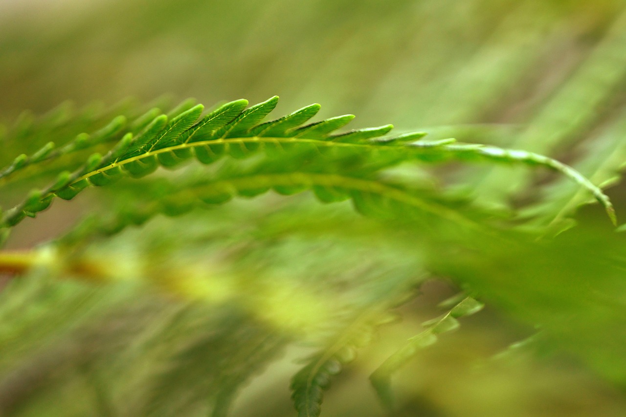Daun-Daun Flora Alam - Foto gratis di Pixabay - Pixabay