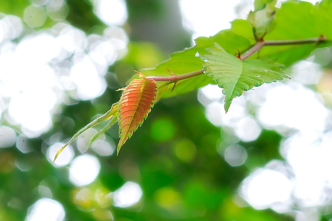 Nature Bokeh Leaves - Free photo on Pixabay - Pixabay Nature Bokeh Leaves - Free photo on Pixabay - Pixabay