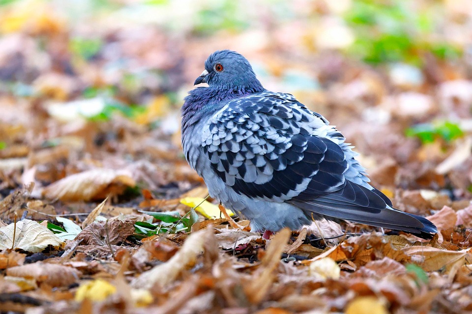 Pigeon Bird Autumn - Free photo on Pixabay