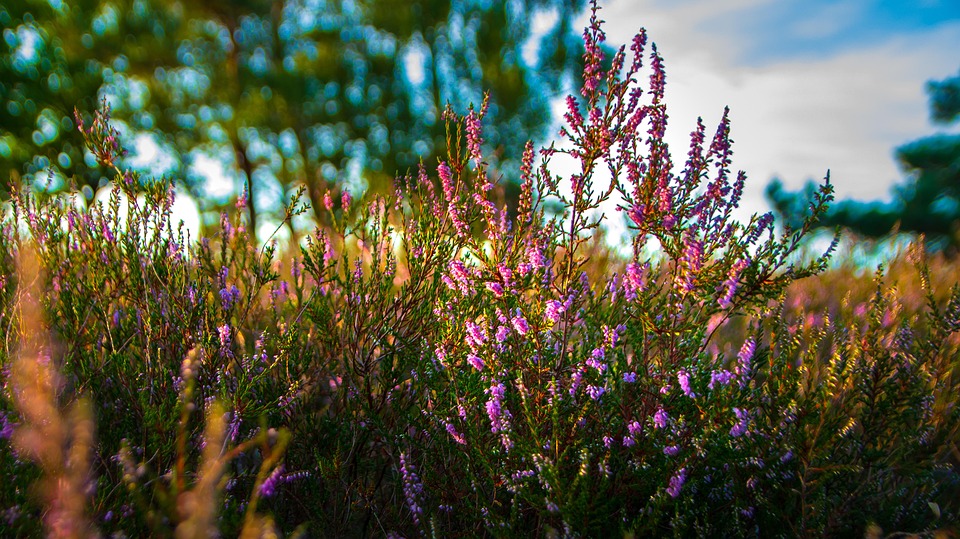 Pagano Brezo Naturaleza - Foto gratis en Pixabay - Pixabay