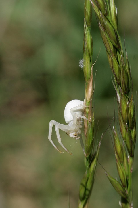 Crab Spider Insect Blades - Free photo on Pixabay