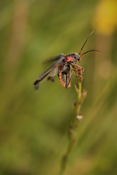 Scarabeo Soldato Scarafaggio - Foto gratis su Pixabay