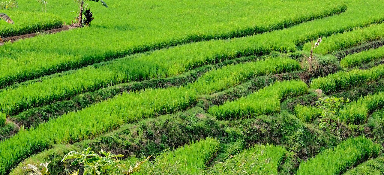 Paddy Field Rice Agriculture - Free photo on Pixabay - Pixabay