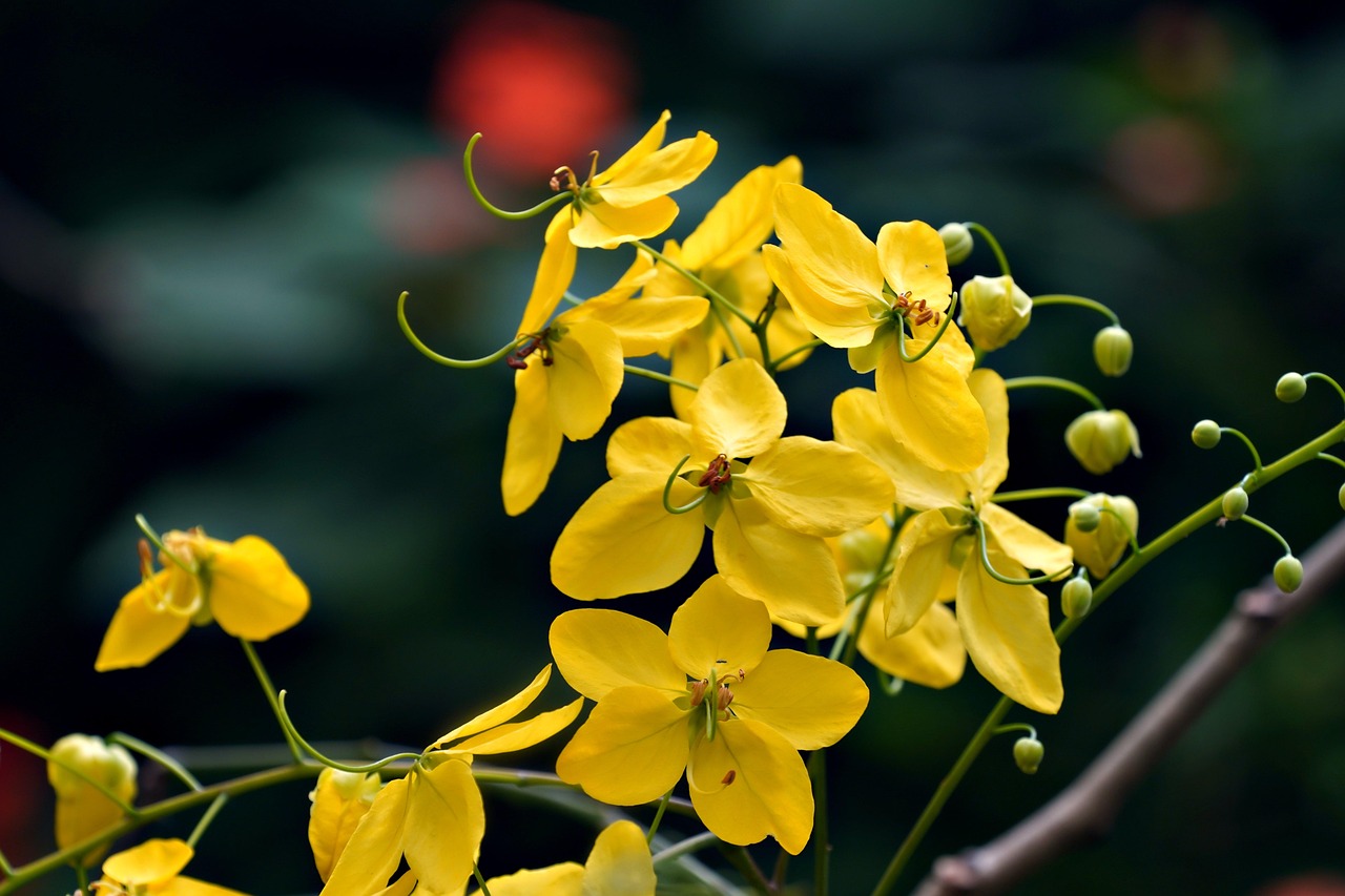 黄色 花 植物群 - Pixabay上的免费照片 - Pixabay