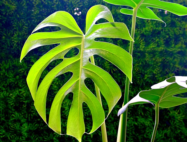 Monstera Leaves Nature Botany - Free photo on Pixabay - Pixabay