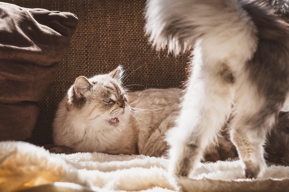 Cats Animal Domestic - Free photo on Pixabay