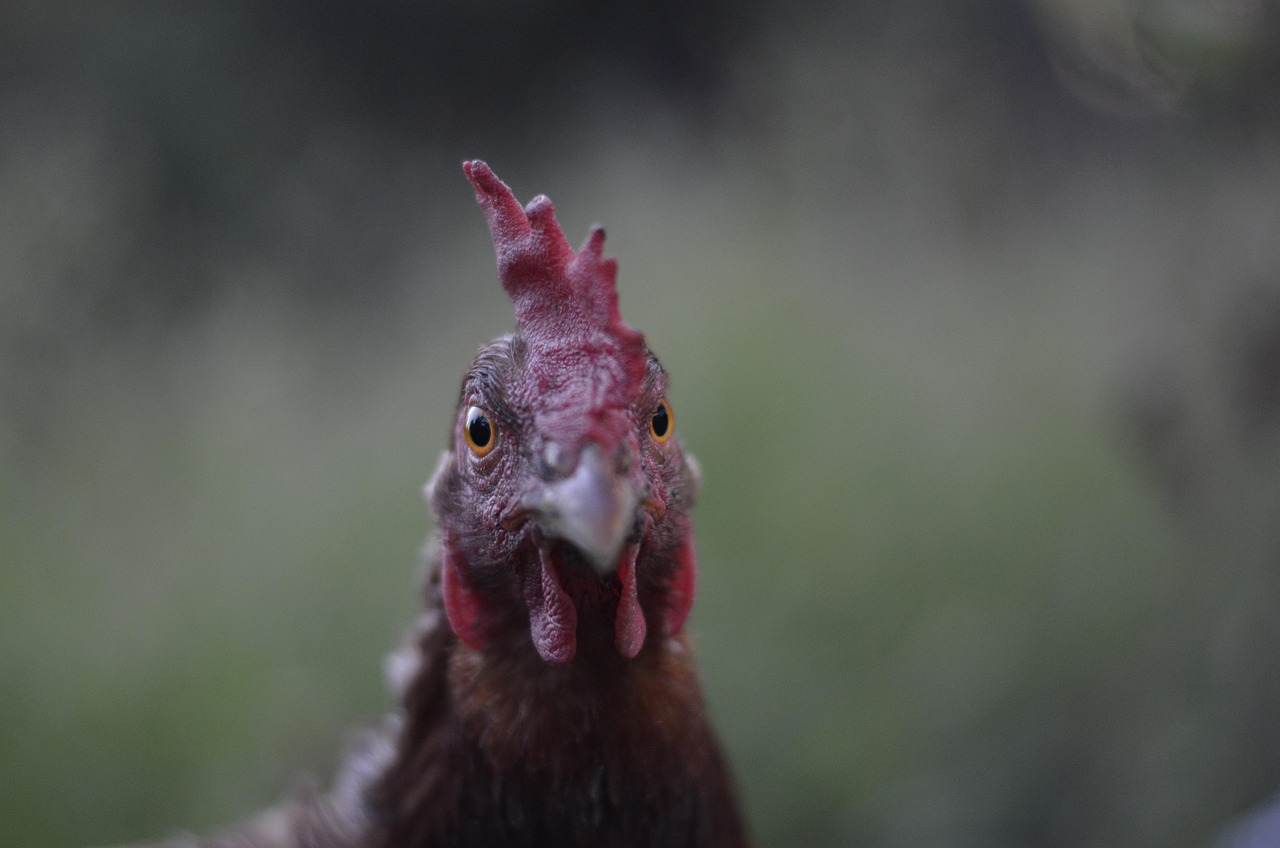 Ayam Satwa Jantan - Foto gratis di Pixabay - Pixabay