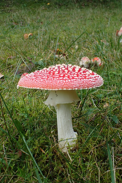 Amanite Muscaria Champignon - Photo gratuite sur Pixabay - Pixabay
