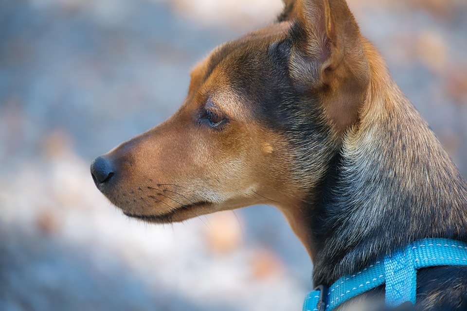 Dog Hybrid Small - Free photo on Pixabay