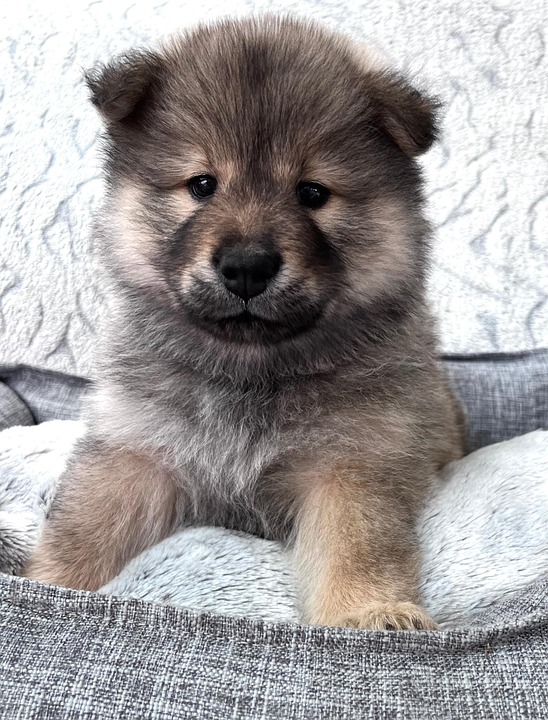 Dog Eurasier Puppy - Free photo on Pixabay