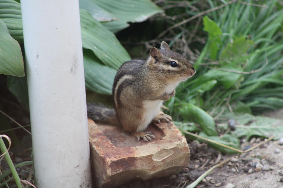Chipmunk Nature - Free photo on Pixabay - Pixabay