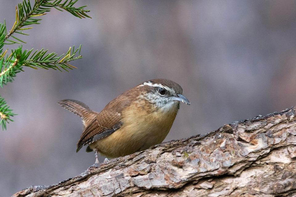 Carolina Wren Bird Animal - Free photo on Pixabay