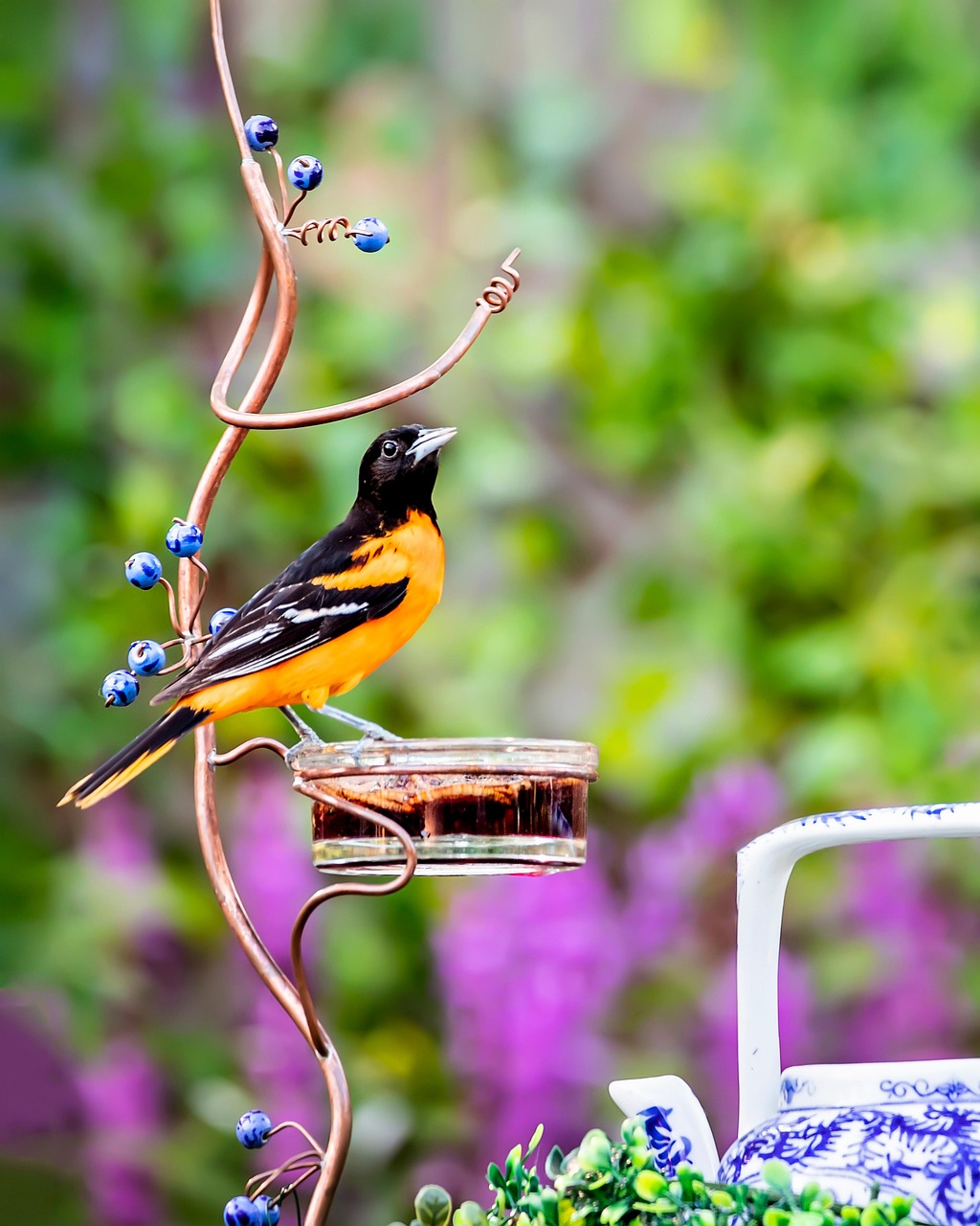 Icterus Galbula Pájaro Sentado - Foto gratis en Pixabay - Pixabay
