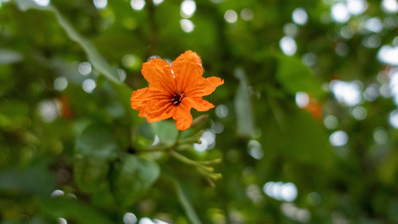 Cordia Subcordata Jument Marrer - Photo gratuite sur Pixabay - Pixabay