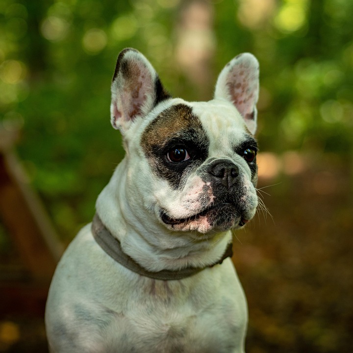 Perro Bulldog Francés Animal - Foto gratis en Pixabay - Pixabay