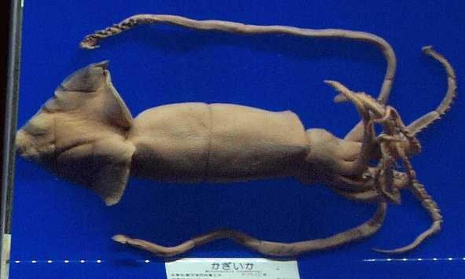 Onykia Loennbergii Squid Japanese - Free photo on Pixabay - Pixabay