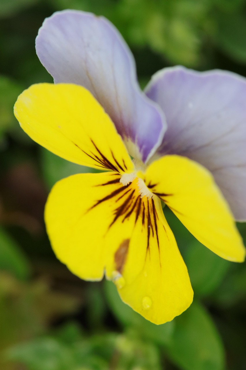Fleur La Nature L'Été - Photo gratuite sur Pixabay - Pixabay
