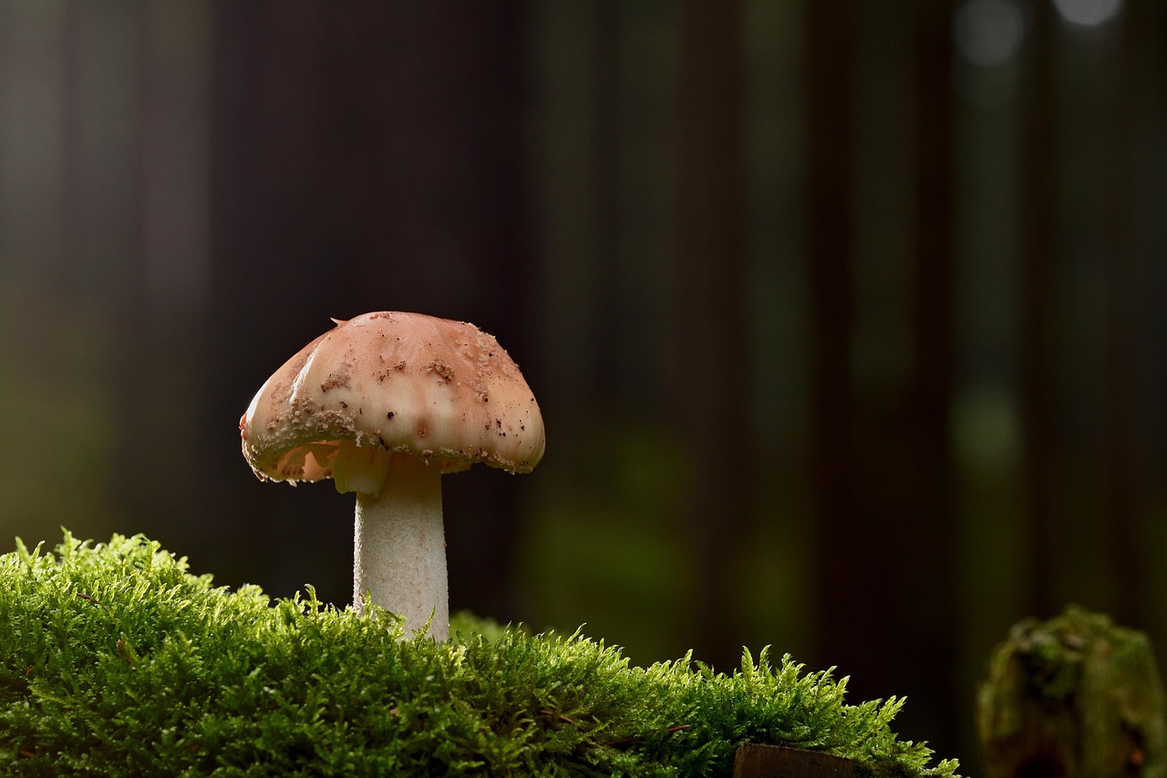 Mushroom Disc Fungus Moss - Free photo on Pixabay