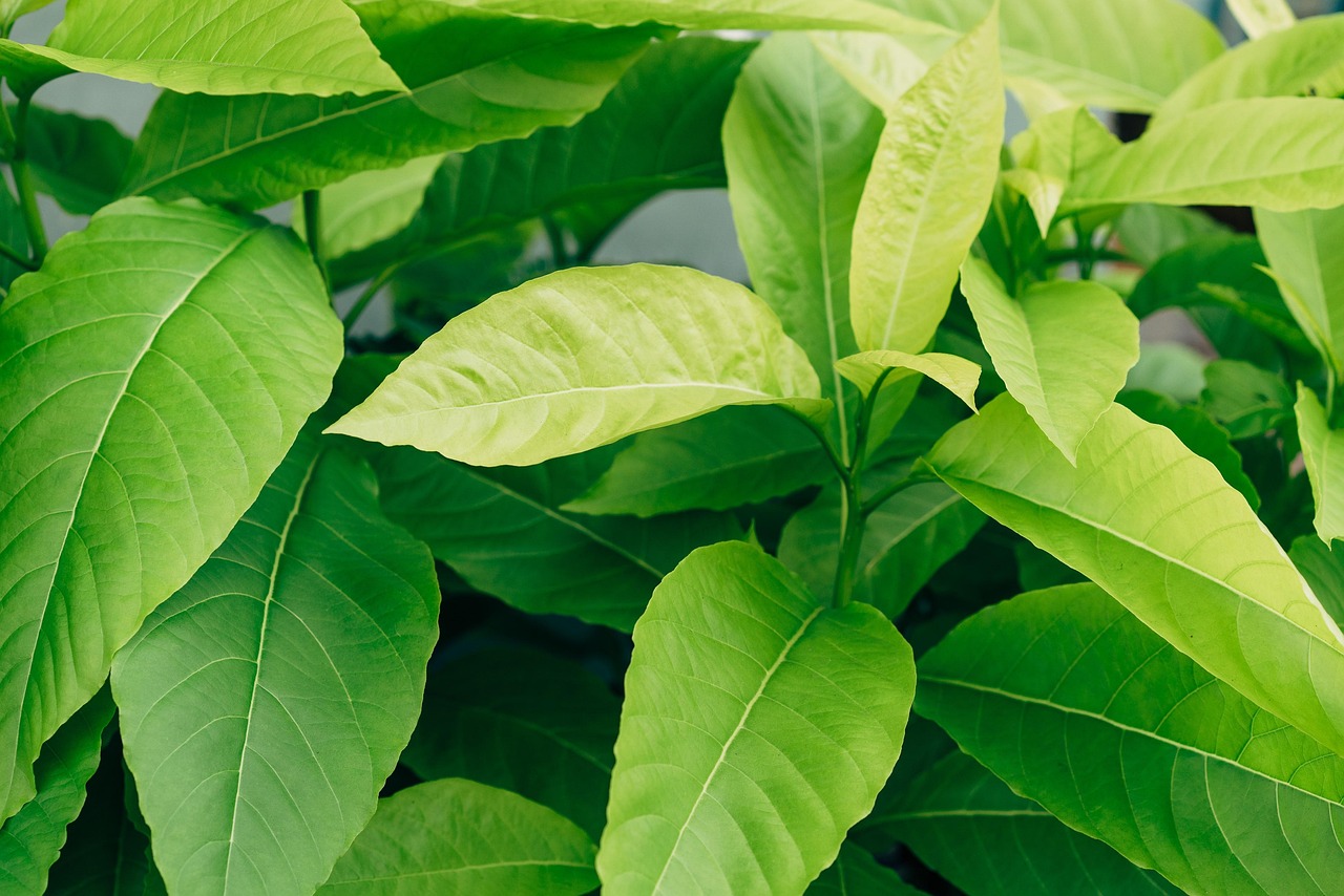 Leaves Plant Green - Free photo on Pixabay - Pixabay