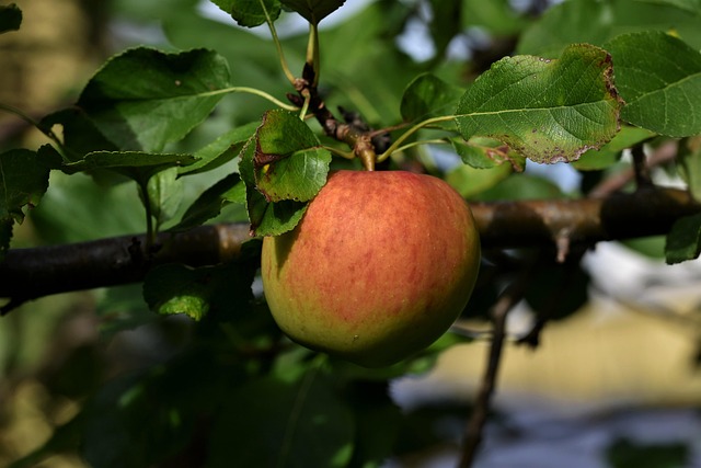 Apple Fruit Tree - Free photo on Pixabay - Pixabay